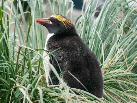 Nesting Macaroni Penguin In Tussock Grass South Georgia Stock Image Image Of Profile