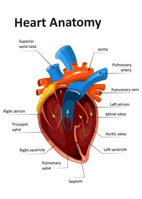 Heart Anatomy And Function What Are The 4 Main Functions Of The Heart