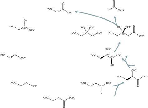 The Rtca Cycle Light Arrows Represent Less Common Alternative Parts Of