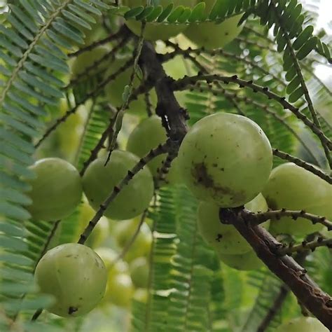 Wild Awala Nature Fruit Awala Youtube