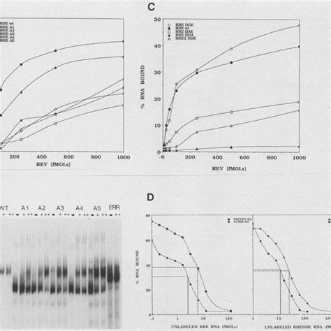 Rev Binding Of The Branched Stem Loop Deletions And The 3 Truncated