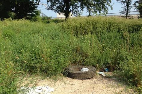 Aimee Willard Memorial Park Is Lost In The Weeds