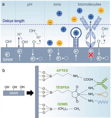 A Importance Of Specificity And Debye Layer Only Charges Under The Download Scientific
