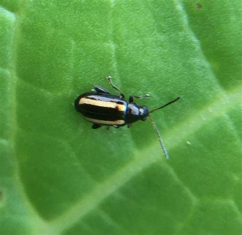 Fact Sheet Chinese Cabbage Flea Beetle 166