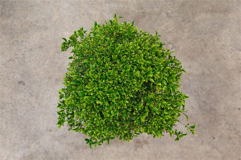 Ficus Microcarpa ‘melon Seed One Of A Kind Pre Bonsai Wigerts Bonsai