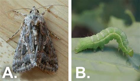 What Do Cabbage Worms Turn Into At Evie Rounsevell Blog