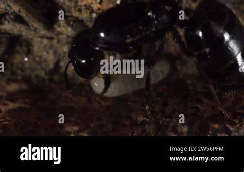 Queen Ant And Larva In Artificial Anthill First Time When The Queen