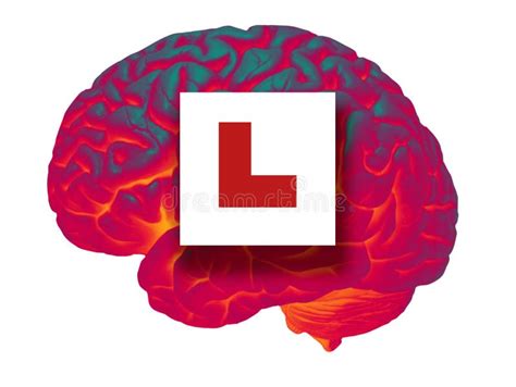 Glowing Human Brain With Red Learner L Plate Stock Illustration Illustration Of Isolated