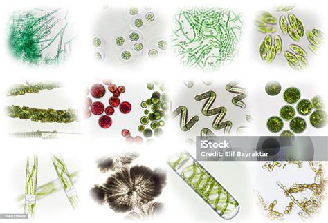 Microalgae Under Microscopic View Green Algae Cyanobacteria