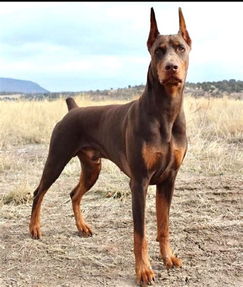 What Is A King Doberman