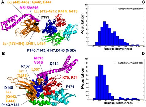Analysis Of High Centrality Residues In Dnak States Structural Mapping