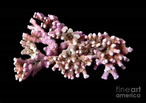 Lithothamnion Red Alga Specimen 4 Poster By Science Photo Library