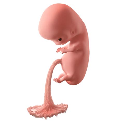 Human Embryo 1 Weeks