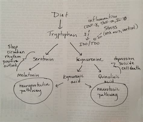 Evolutionary Psychiatry Pathophysiology Of Depression And Happiness