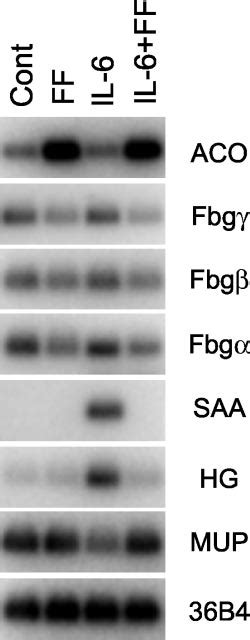 Fenofibrate Prevents The Induction Of Apr Gene Expression By Il 6 For