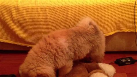 Sex I Chow Chow çin Aslanı çiko Youtube