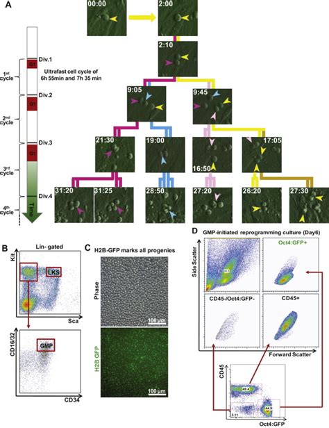 Nonstochastic Reprogramming From A Privileged Somatic Cell State Cell