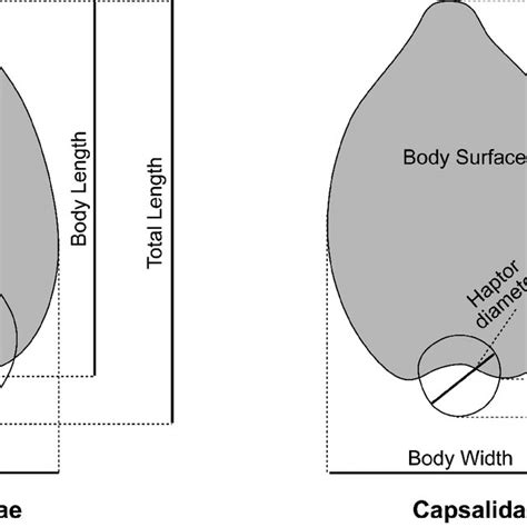 Measurements Of Monogeneans Download Scientific Diagram
