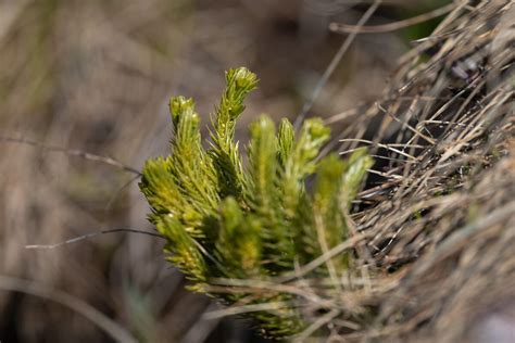 Lycopodiaceae Lummerväxter