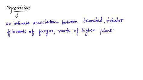 Solvedwhat Are Mycorrhizae How Do Endomycorrhizae And Ectomycorrhizae