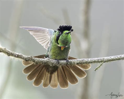 Hummingbirds That Are Endemic — Anthony Lujan