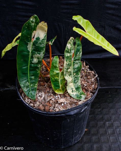 Philodendron Billietiae Variegated Carnivero