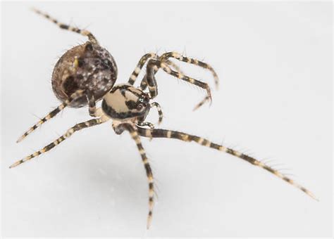 Spiderling Ero Leonina Bugguide Net