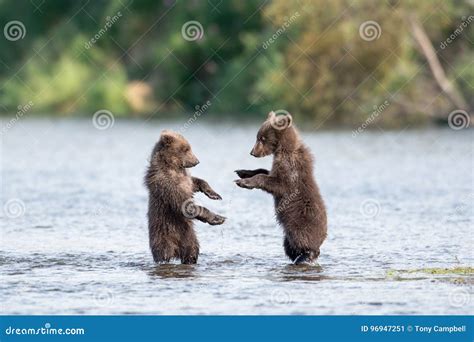 Two Cute Brown Bear Cubs Playing Stock Image Image Of Animals Cute