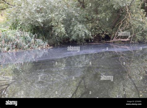 Sewage Outflow From Storm Drain Colouring The River Avon Warkwickshire