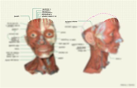Solution Anatomy Of The Face Practicals Cadaver Studypool