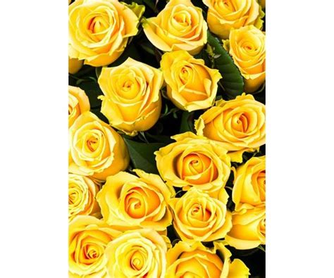 Norma Weaver Obituary 2024 Allentown Pa Stephens Funeral Home Inc Allentown