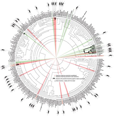 Figure 2 From A Phylogenetic Road Map To Antimalarial Artemisia Species