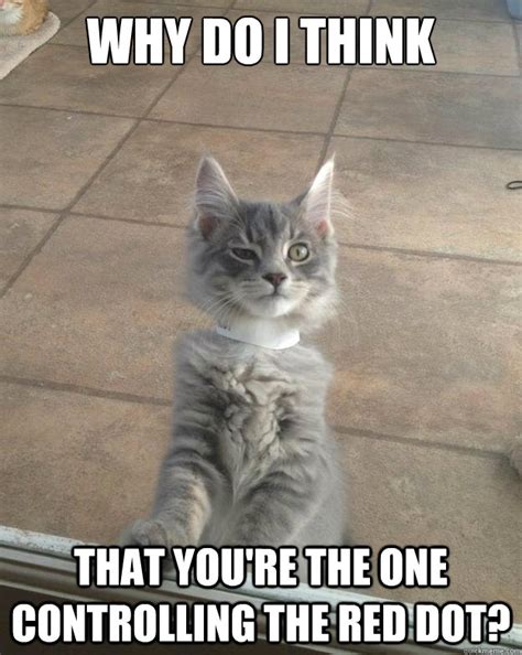 Skeptical Kitten Memes Quickmeme