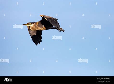 Young Green Heron Butorides Striatus Flying In A Blue Sky Horizontal