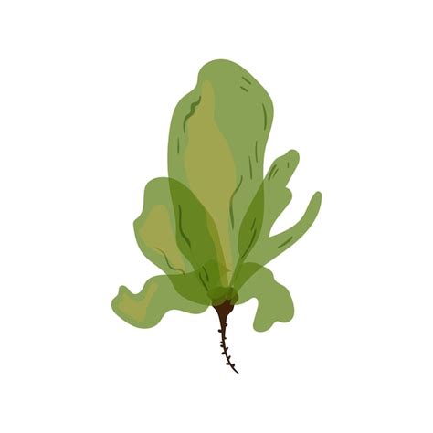 Premium Vector Algae