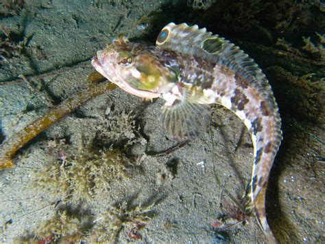Sarcastic Fringehead