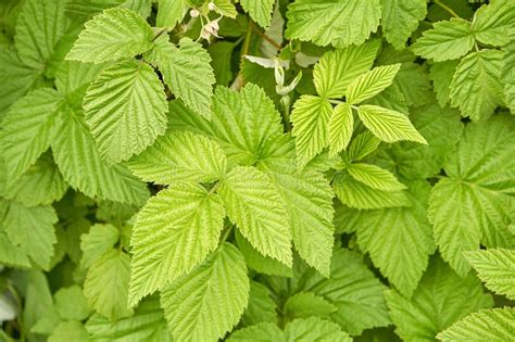 Vibrant Green Raspberry Plant Leaves With Textured Surface In Lush