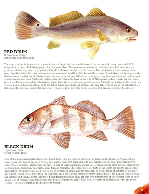 Saltwater Fishes Of Texas A Guide To Knowing And Catching Bay And Gulf