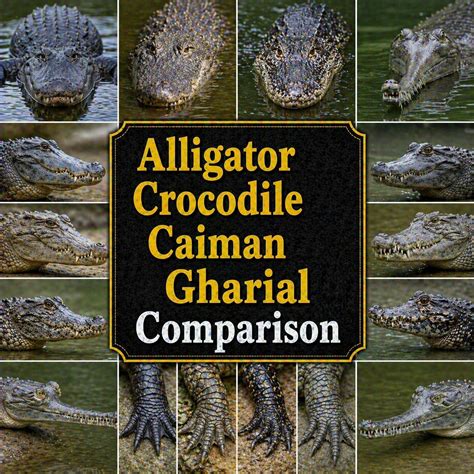 Alligator Vs Crocodile Vs Caiman Vs Gharial 101 Comparison