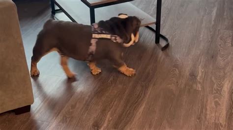 Going Around And Around And Around Buzz Videos