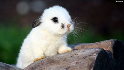 Cute Bunnies 4k Wallpapers Wallpaper Cave