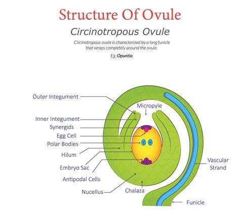 Circinotropous Ovule Diagram Showing Coiled Structure With Labeled