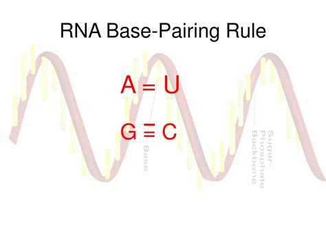 Ppt Rna And Protein Synthesis Powerpoint Presentation Free Download