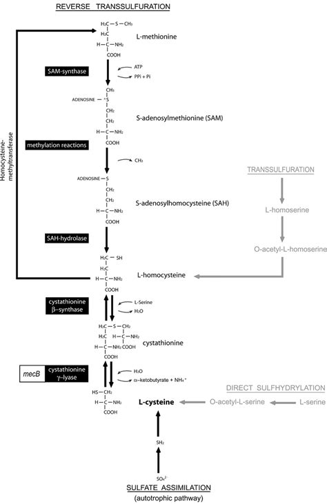 Biosynthesis Of L Cysteine In A Chrysogenum Reverse Download