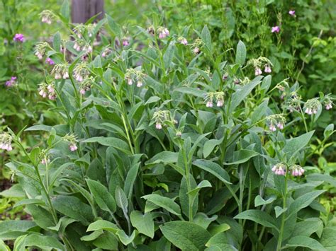 Comfrey Herb Plant Learn About Different Comfrey Uses In Gardens