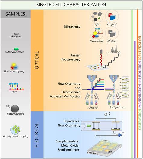 Frontiers Opportunities In Optical And Electrical Single Cell