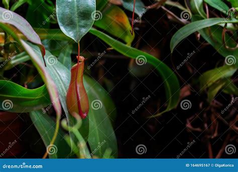 Nepenthes Alata Blanco Carnivorous Plant Nepenthes Red Jug On Foliage