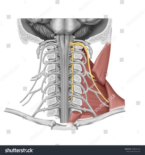 Medical Illustration Explain Accessory Nerve Stock Illustration