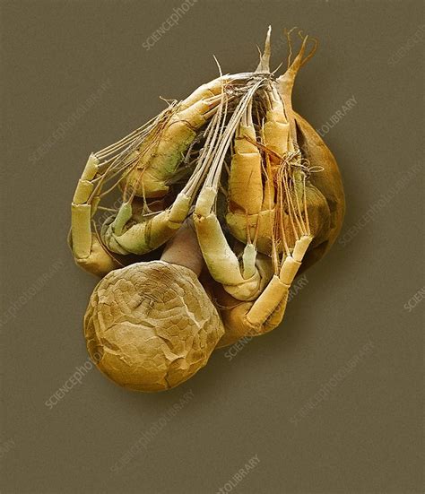 Water Flea Sem Stock Image F002 7943 Science Photo Library