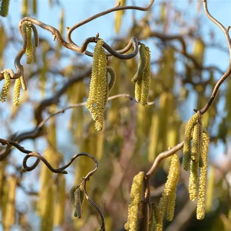 Worst Trees For Allergies Uk By North London Tree Surgeons